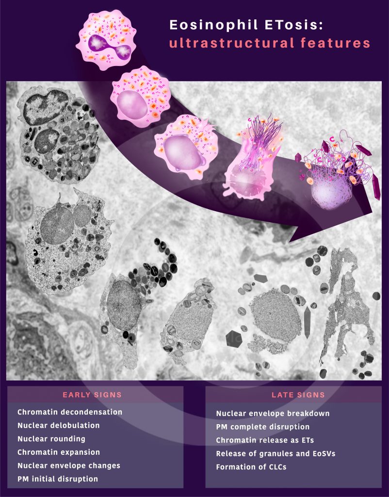 Ilustrações Científicas - Laboratório de Biologia Celular