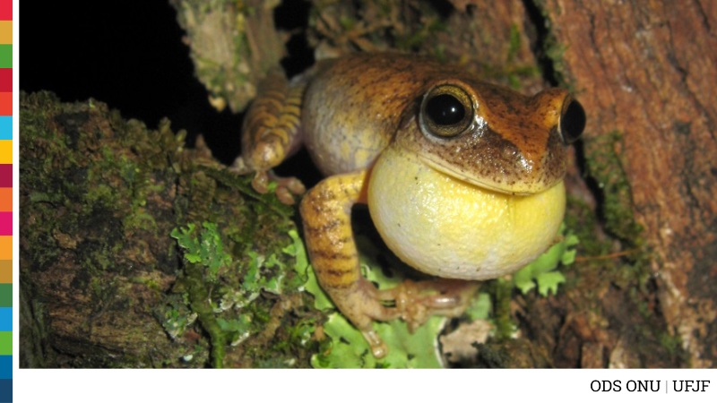 Investigação de híbridos em anfíbios pode explicar história evolutiva ...