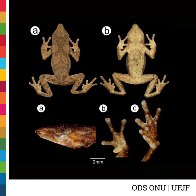 Pesquisadores anunciam descoberta de nova espécie de sapo na Serra da ...