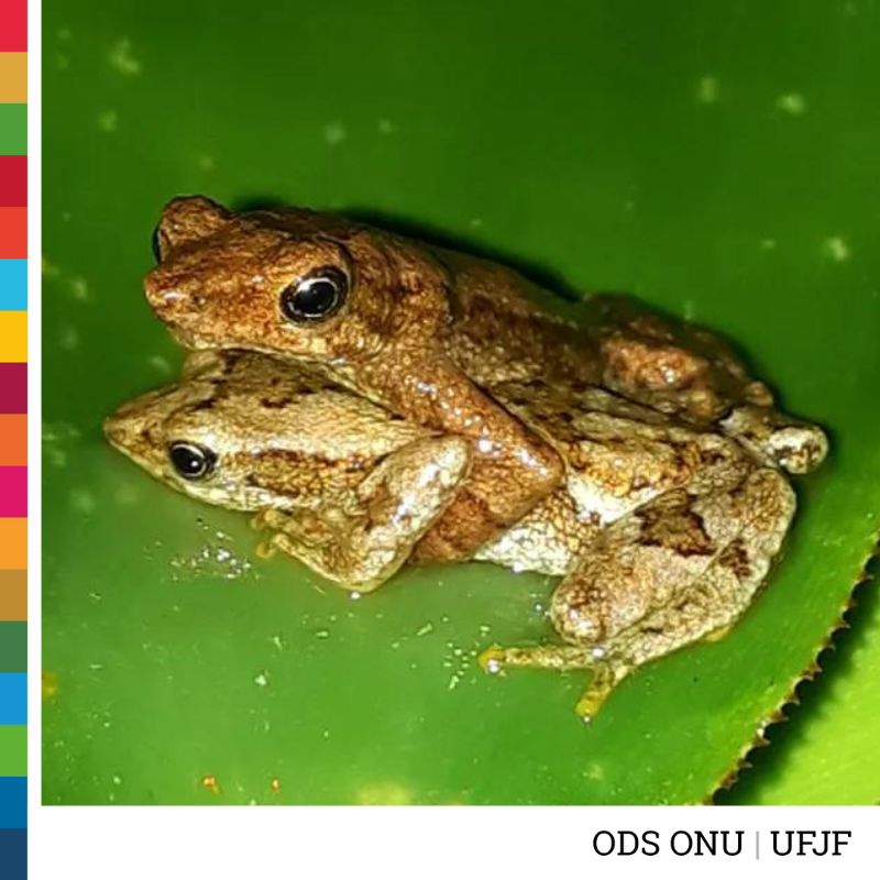 Pesquisadores anunciam descoberta de nova espécie de sapo na Serra da ...